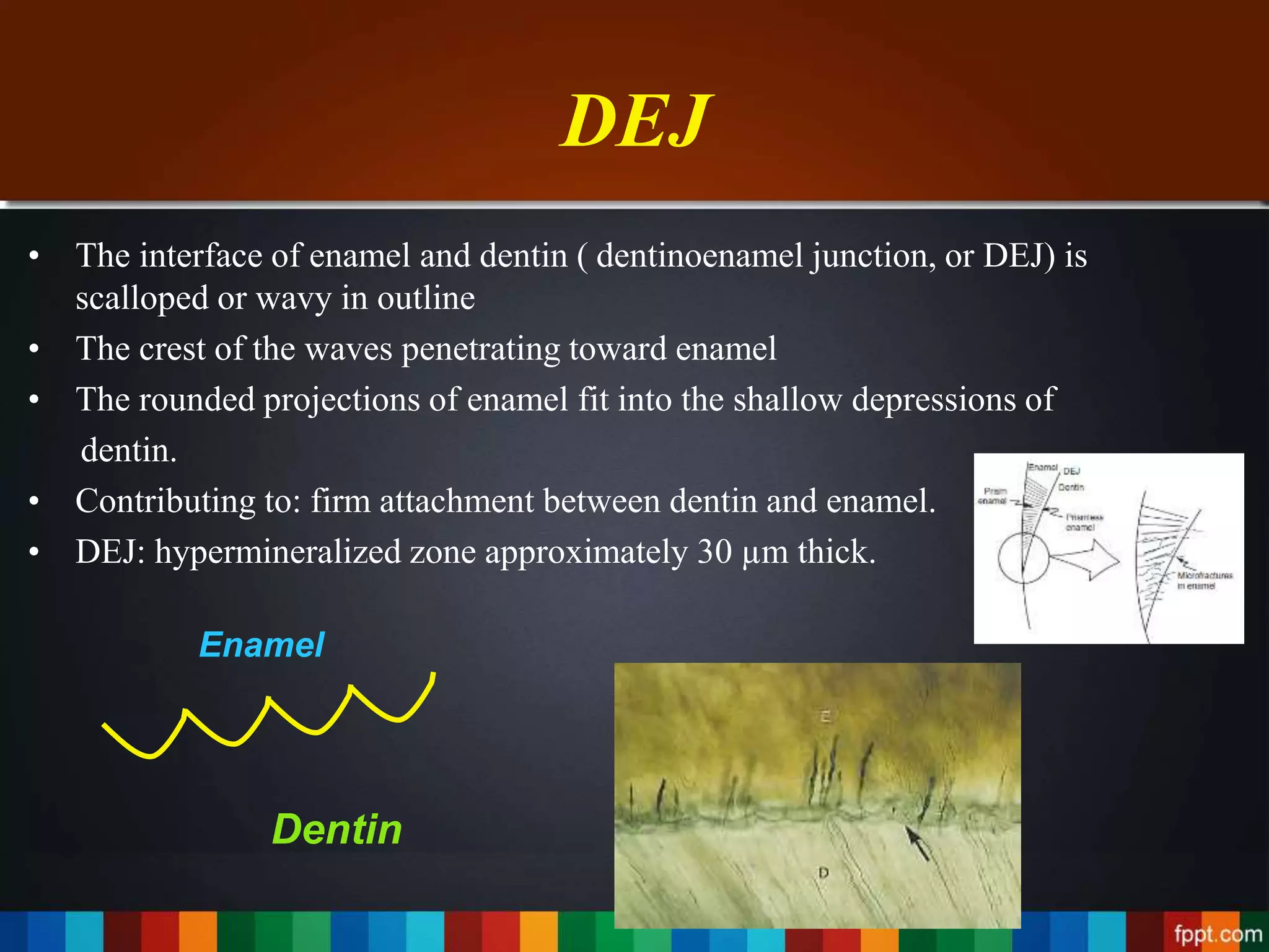 enamel and dentin biology.ppt
