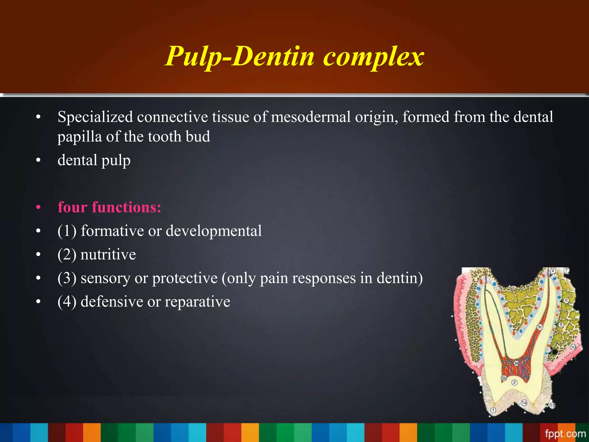 enamel and dentin biology.ppt