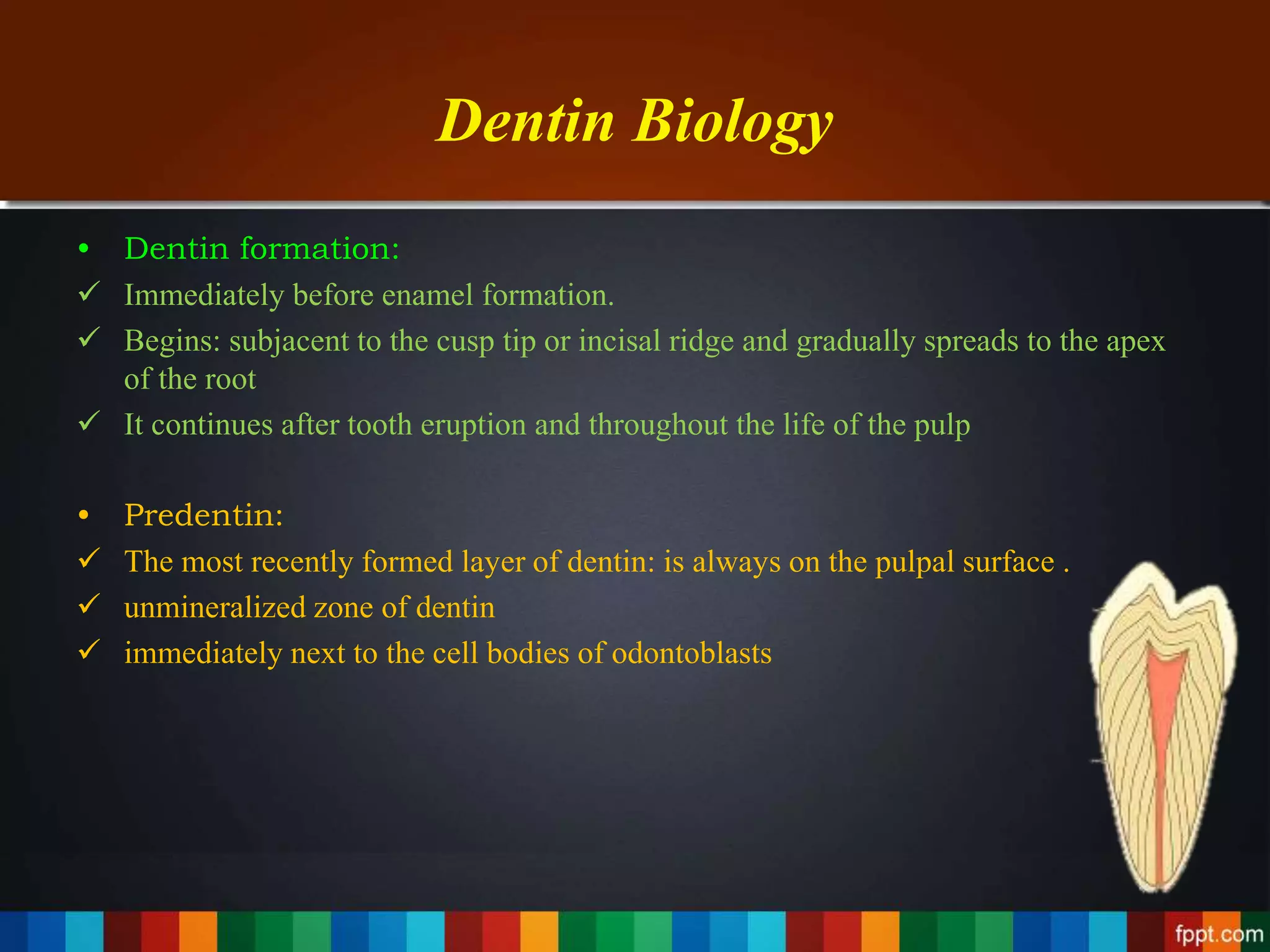 enamel and dentin biology.ppt