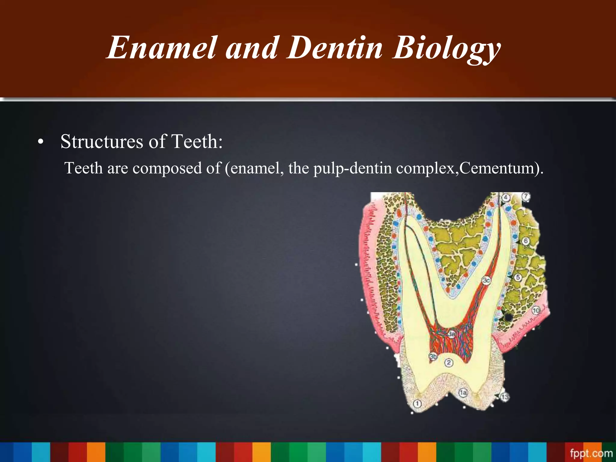 enamel and dentin biology.ppt