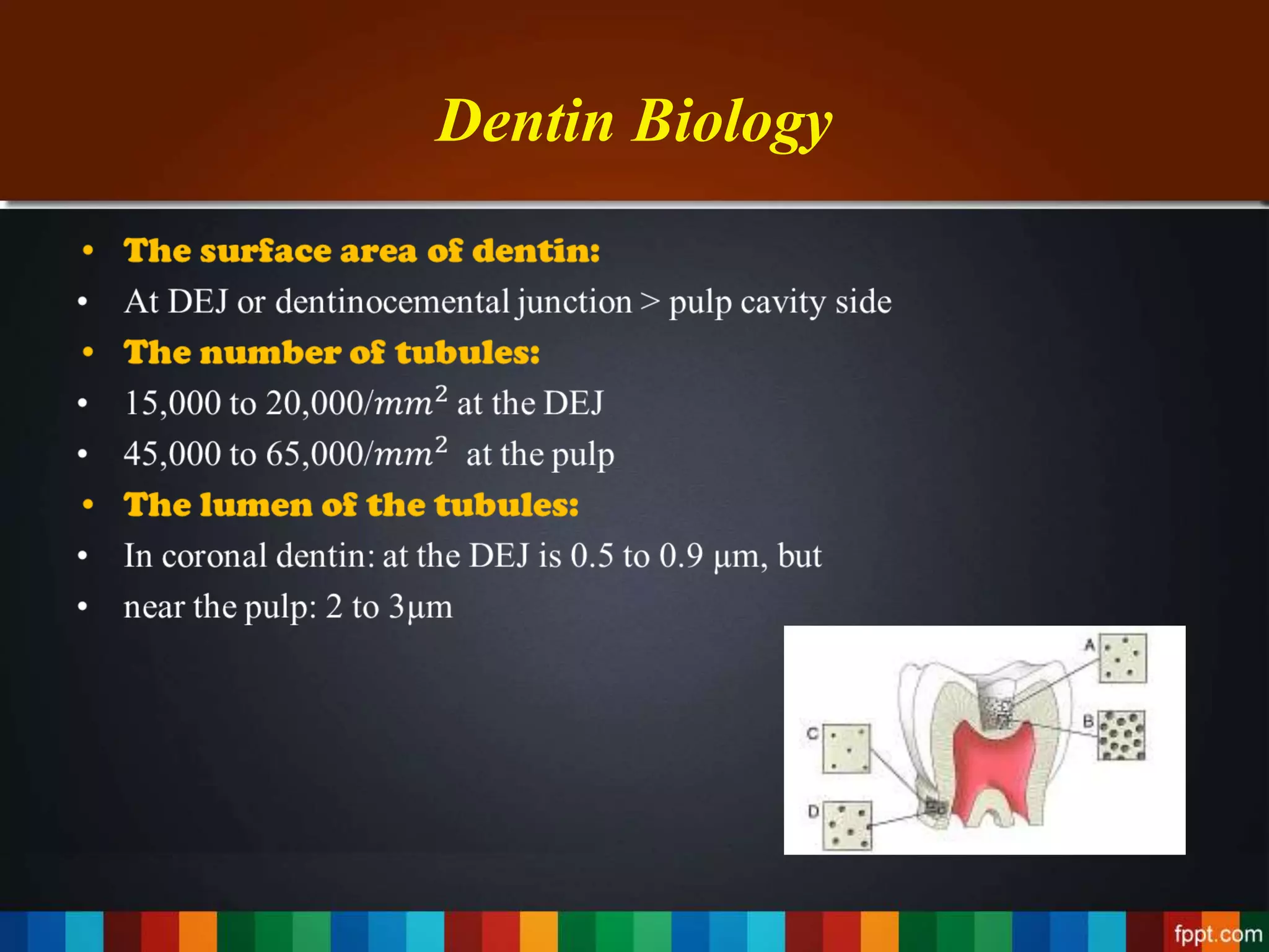 enamel and dentin biology.ppt