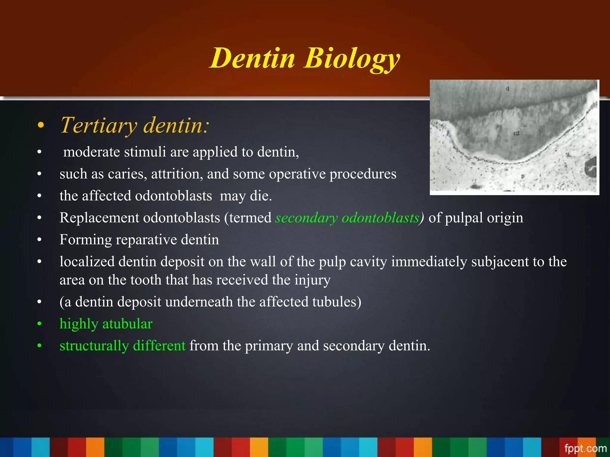 enamel and dentin biology.ppt