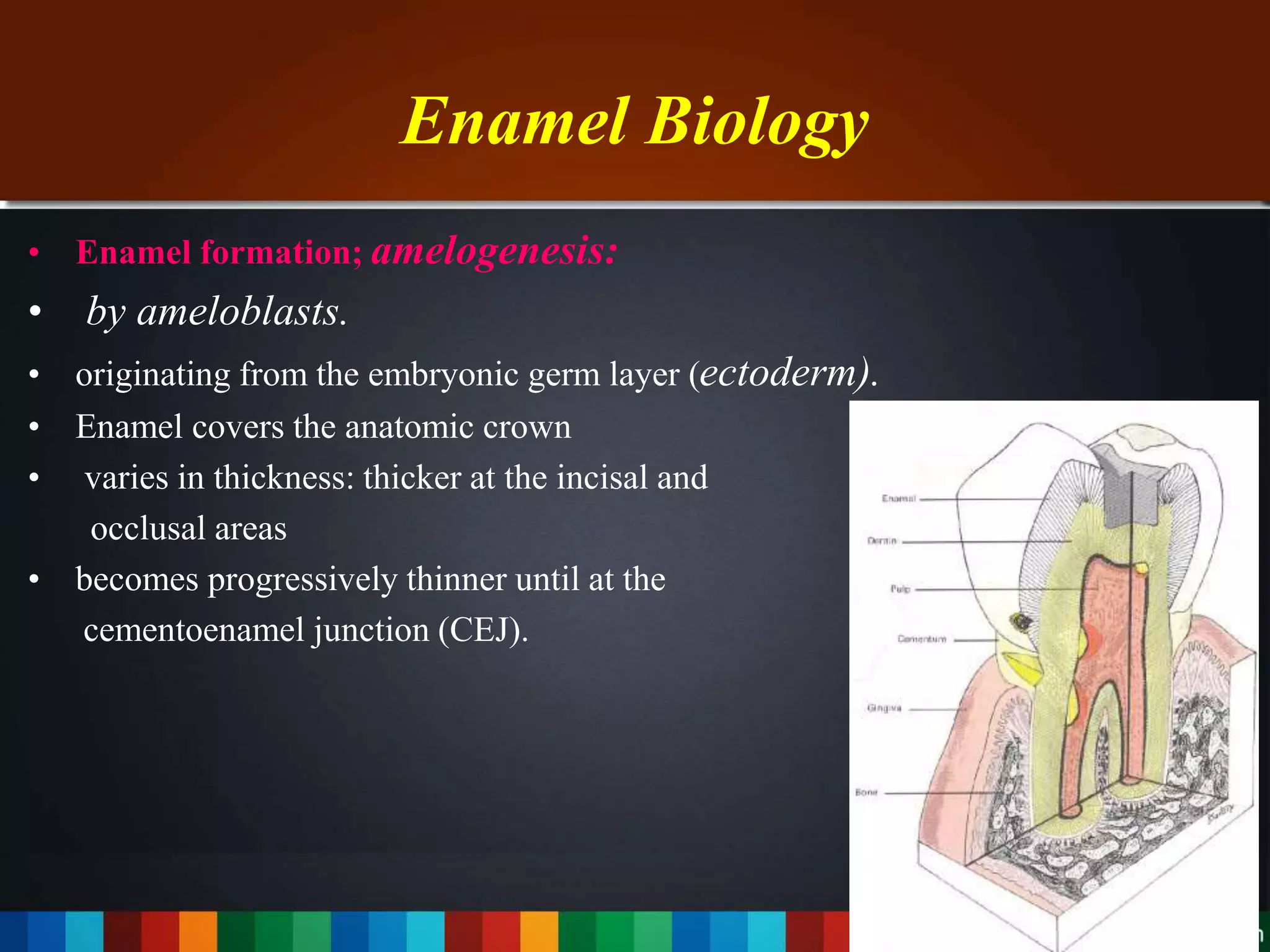 enamel and dentin biology.ppt