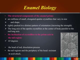 enamel and dentin biology.ppt