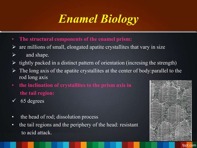 enamel and dentin biology.ppt | Dental Health | Diseases and Conditions