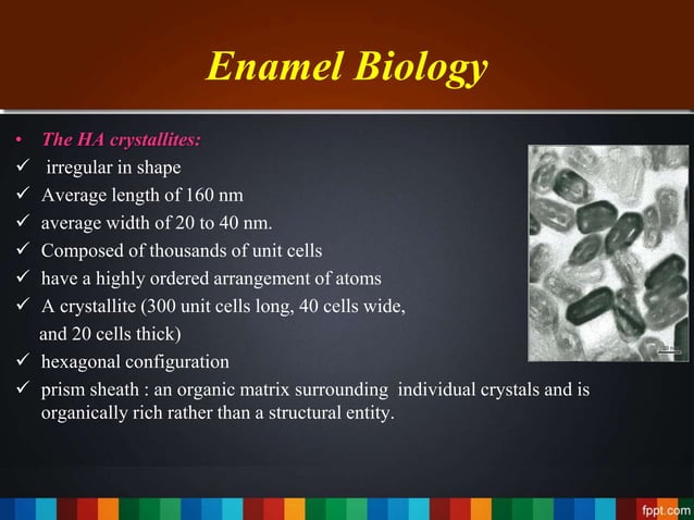 enamel and dentin biology.ppt | Dental Health | Diseases and Conditions