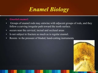 enamel and dentin biology.ppt
