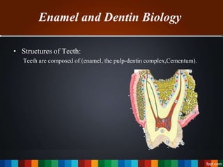 enamel and dentin biology.ppt