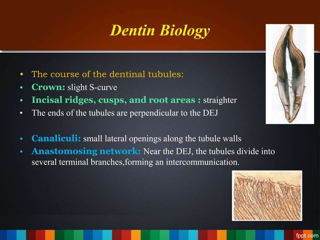 enamel and dentin biology.ppt | Dental Health | Diseases and Conditions