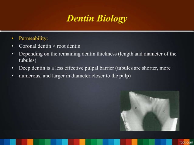 enamel and dentin biology.ppt | Dental Health | Diseases and Conditions