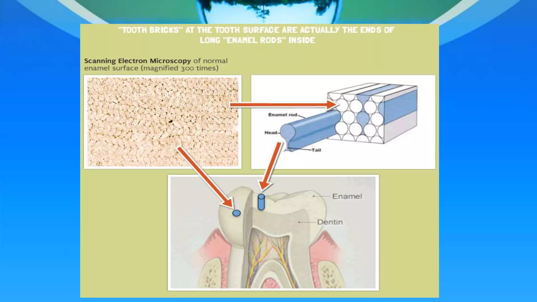 Enamel composition and structure | PPTX