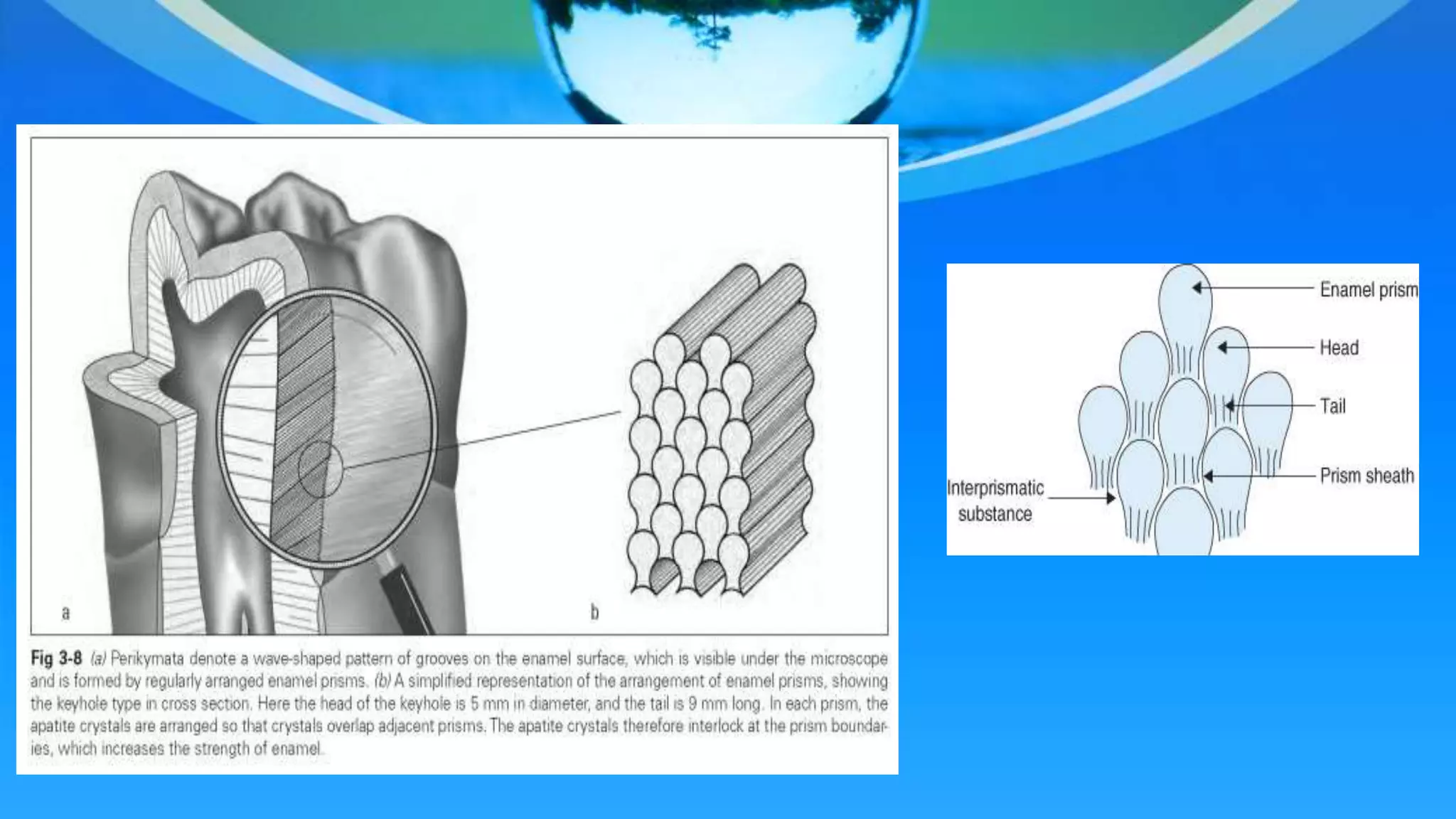 Enamel composition and structure | PPTX