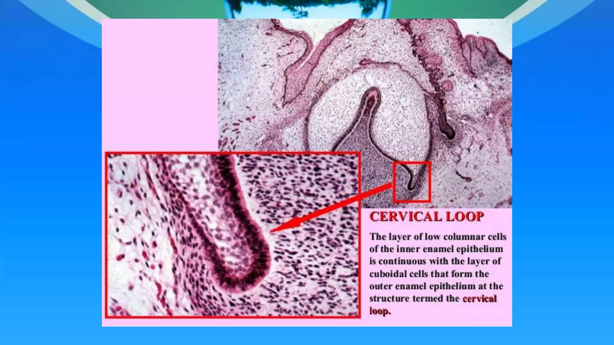 Enamel composition and structure | PPTX