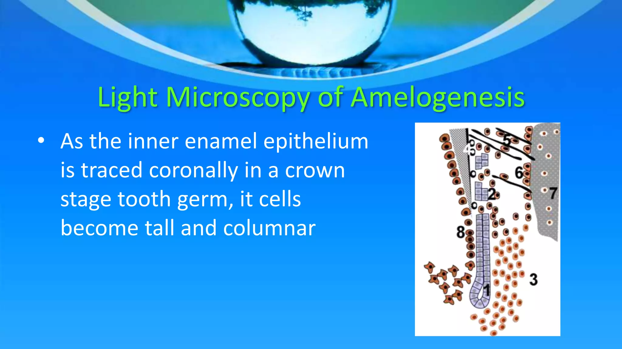 Enamel composition and structure | PPTX