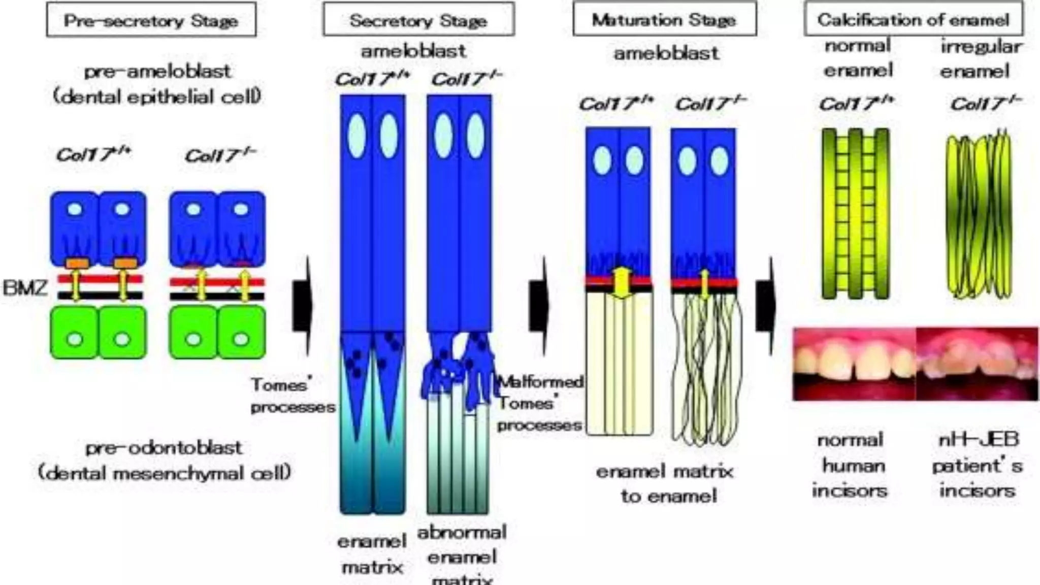 Enamel composition and structure | PPTX