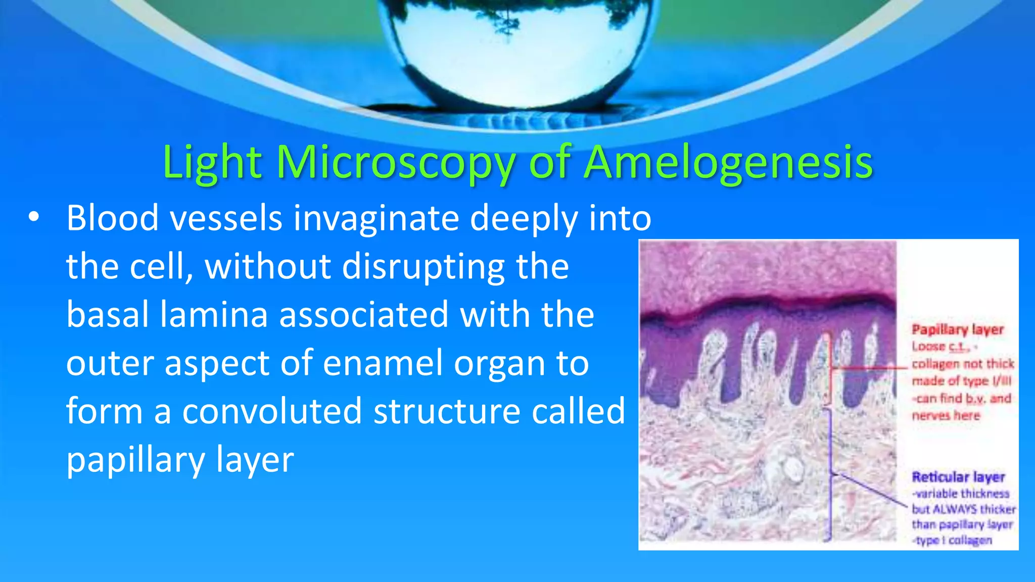 Enamel composition and structure | PPTX