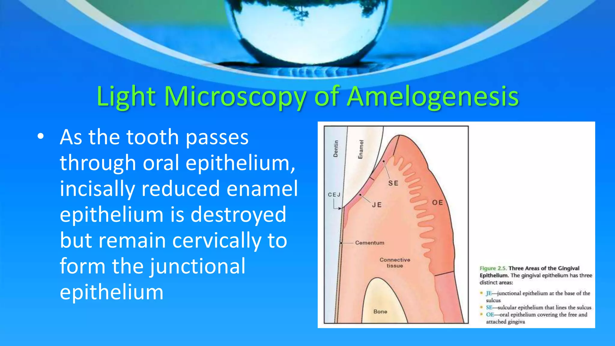 Enamel composition and structure | PPTX