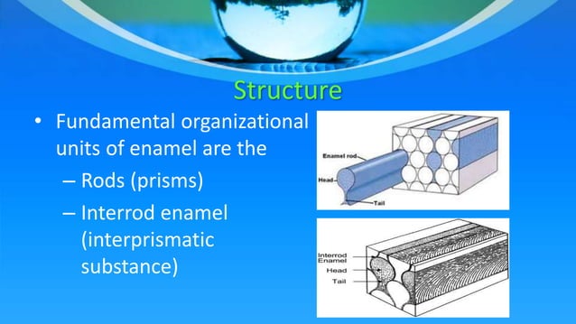 Enamel composition and structure | PPTX
