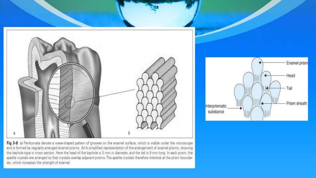 Enamel composition and structure | PPTX
