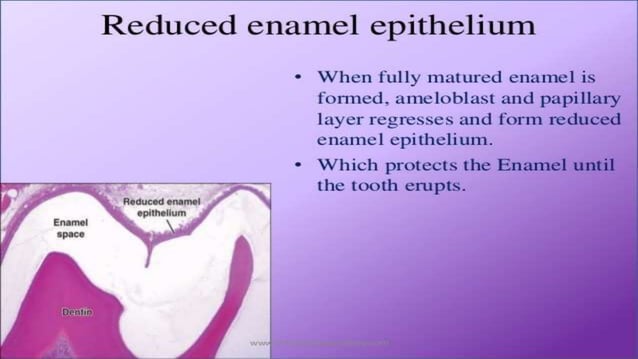 Enamel composition and structure | PPTX