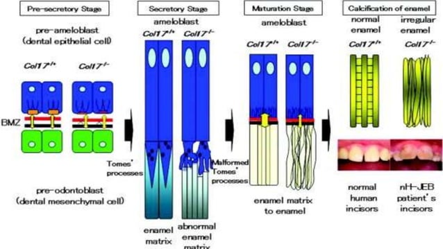Enamel composition and structure | PPT
