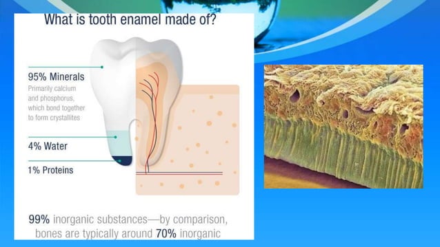 Enamel composition and structure | PPT