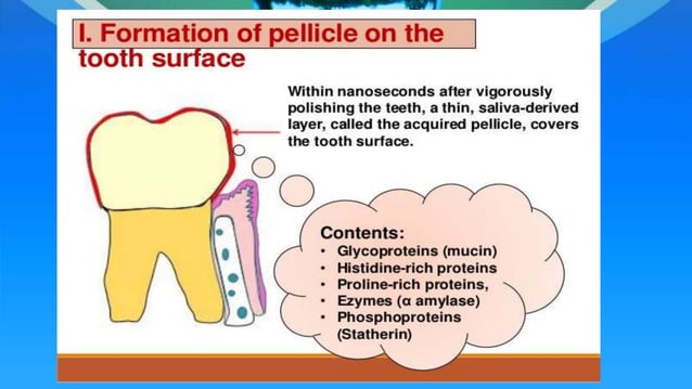 Enamel composition and structure | PPT
