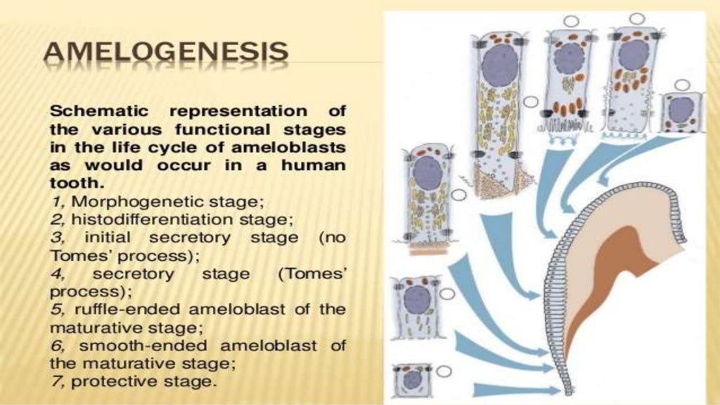 Enamel composition and structure