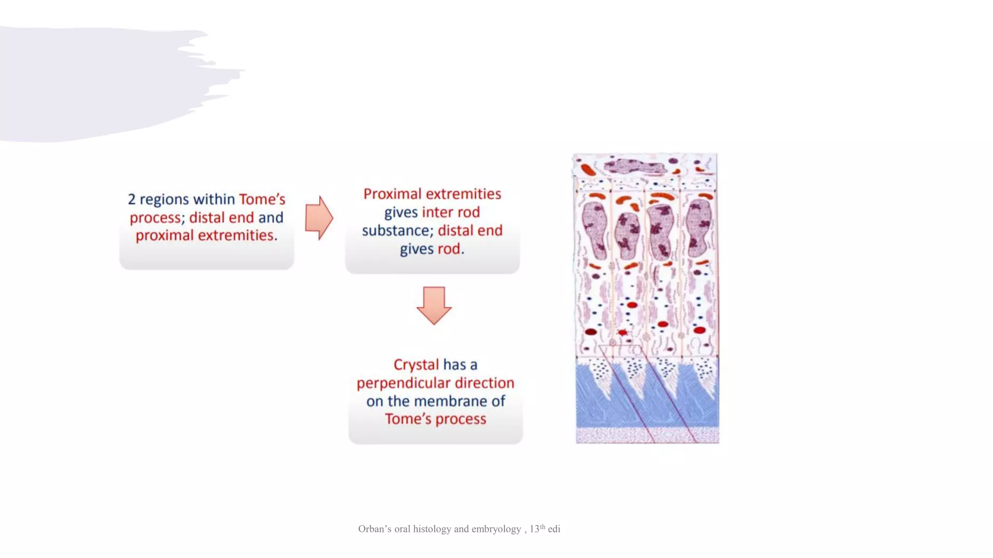 Enamel defects | PDF