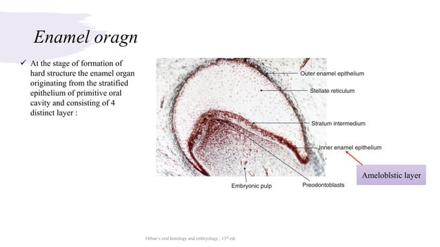 Enamel defects | PDF