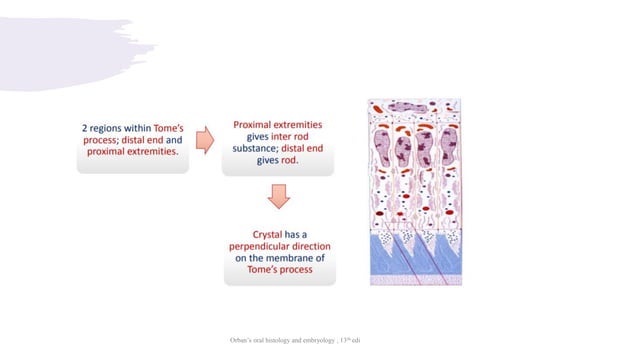 Enamel defects | PDF