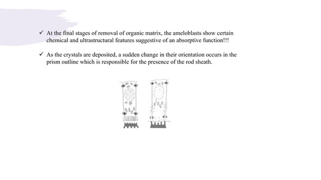 Enamel defects | PPT