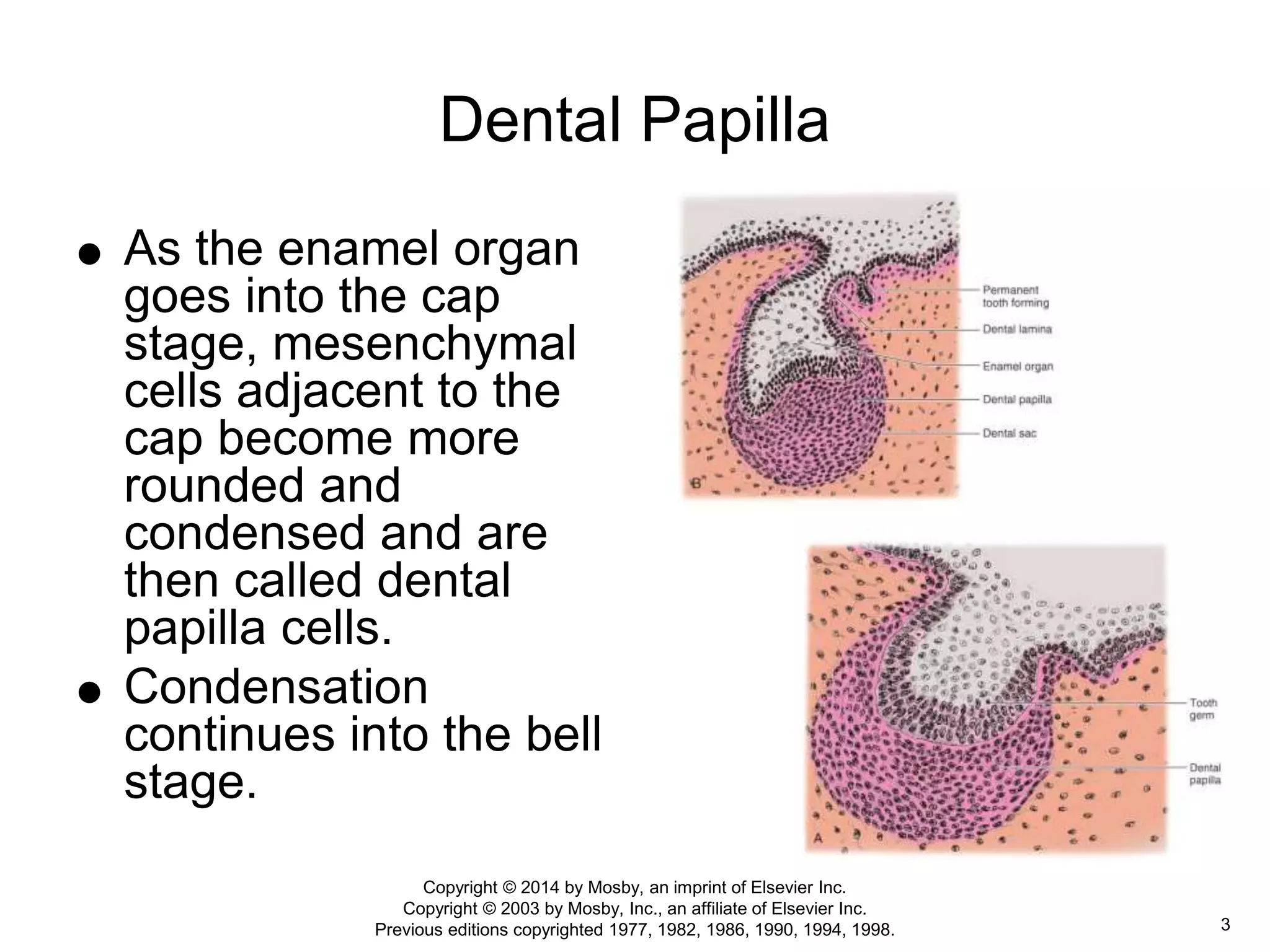 Oral Anatomy: Enamel, dentin, and pulp | PPTX