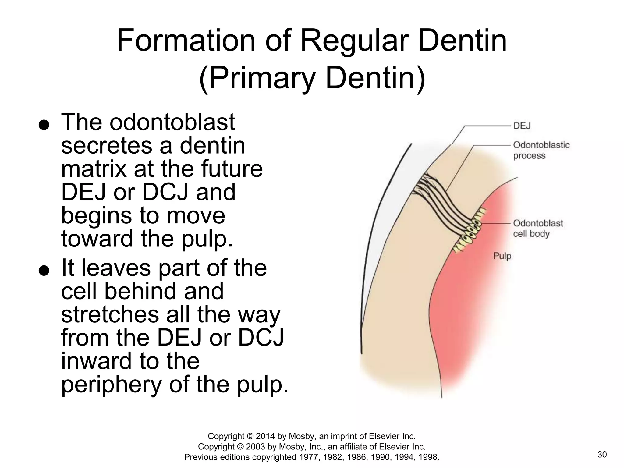 Oral Anatomy: Enamel, dentin, and pulp | PPTX