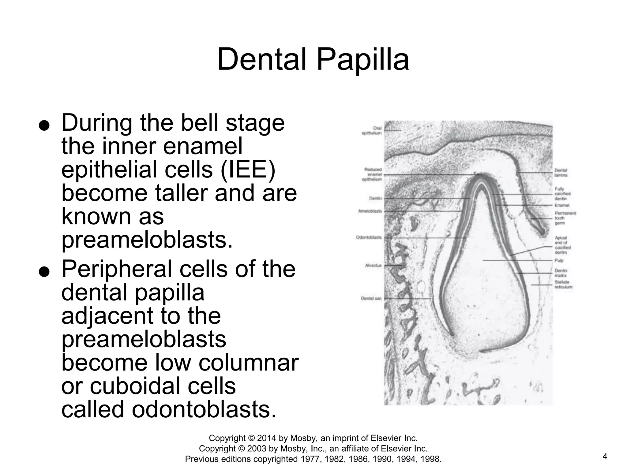 Oral Anatomy: Enamel, dentin, and pulp | PPTX