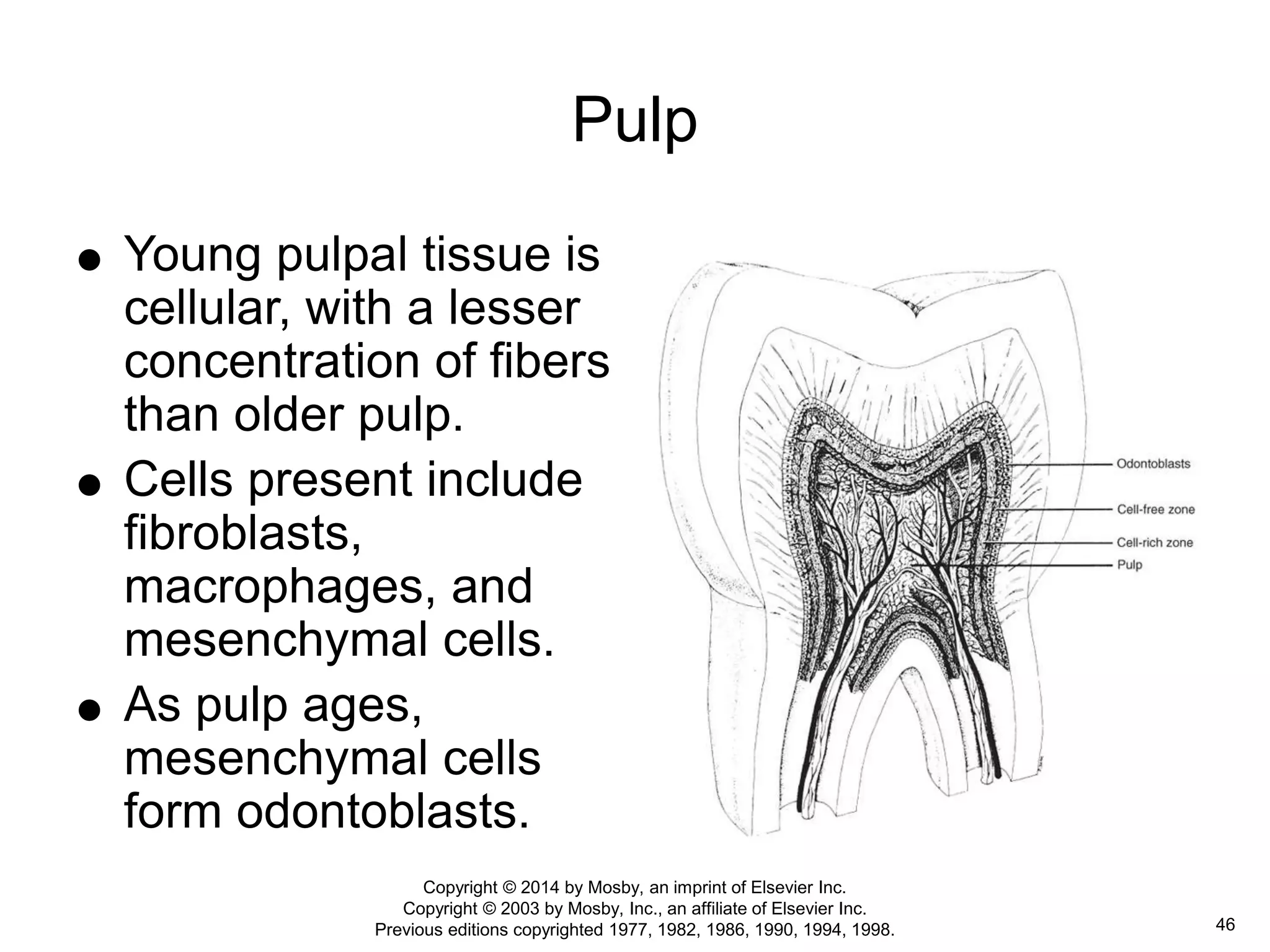 Oral Anatomy: Enamel, dentin, and pulp | PPTX