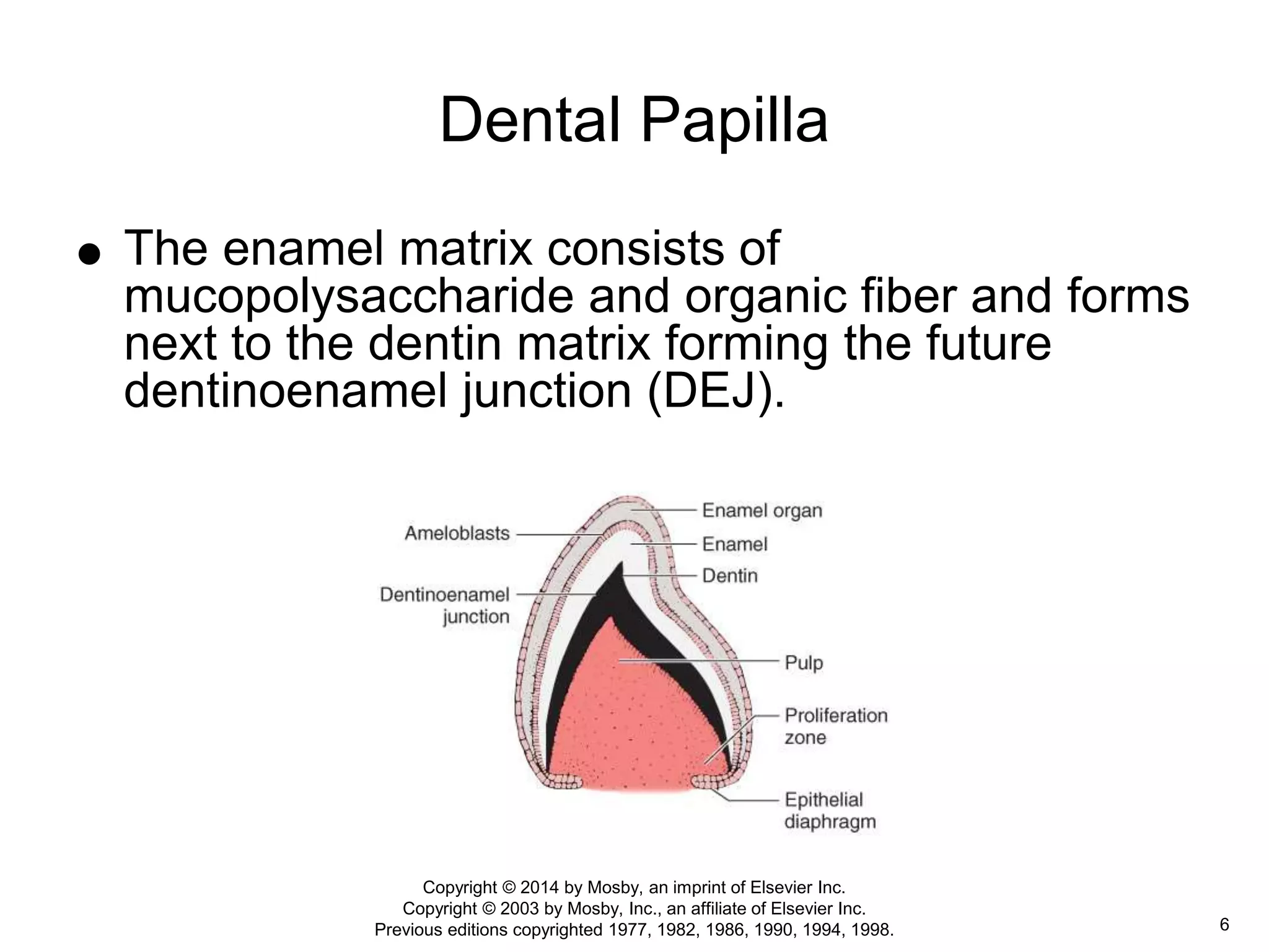 Oral Anatomy: Enamel, dentin, and pulp | PPTX