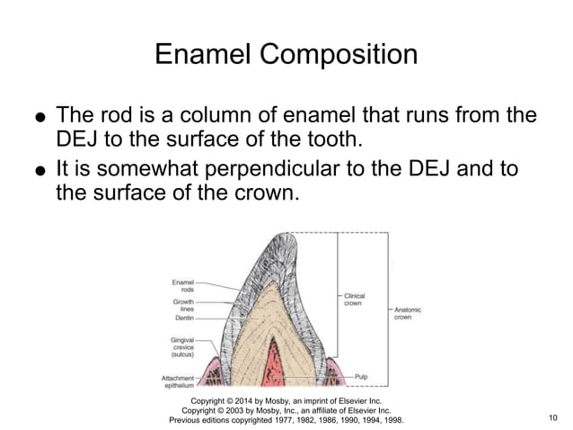 Oral Anatomy: Enamel, dentin, and pulp | PPTX | Dental Health | Diseases and Conditions