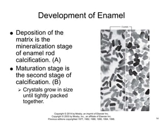 Oral Anatomy: Enamel, dentin, and pulp | PPTX