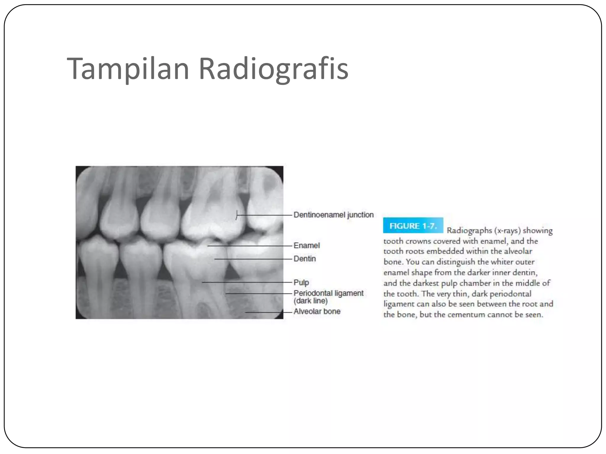 Enamel Dentin Pulpa | PPTX