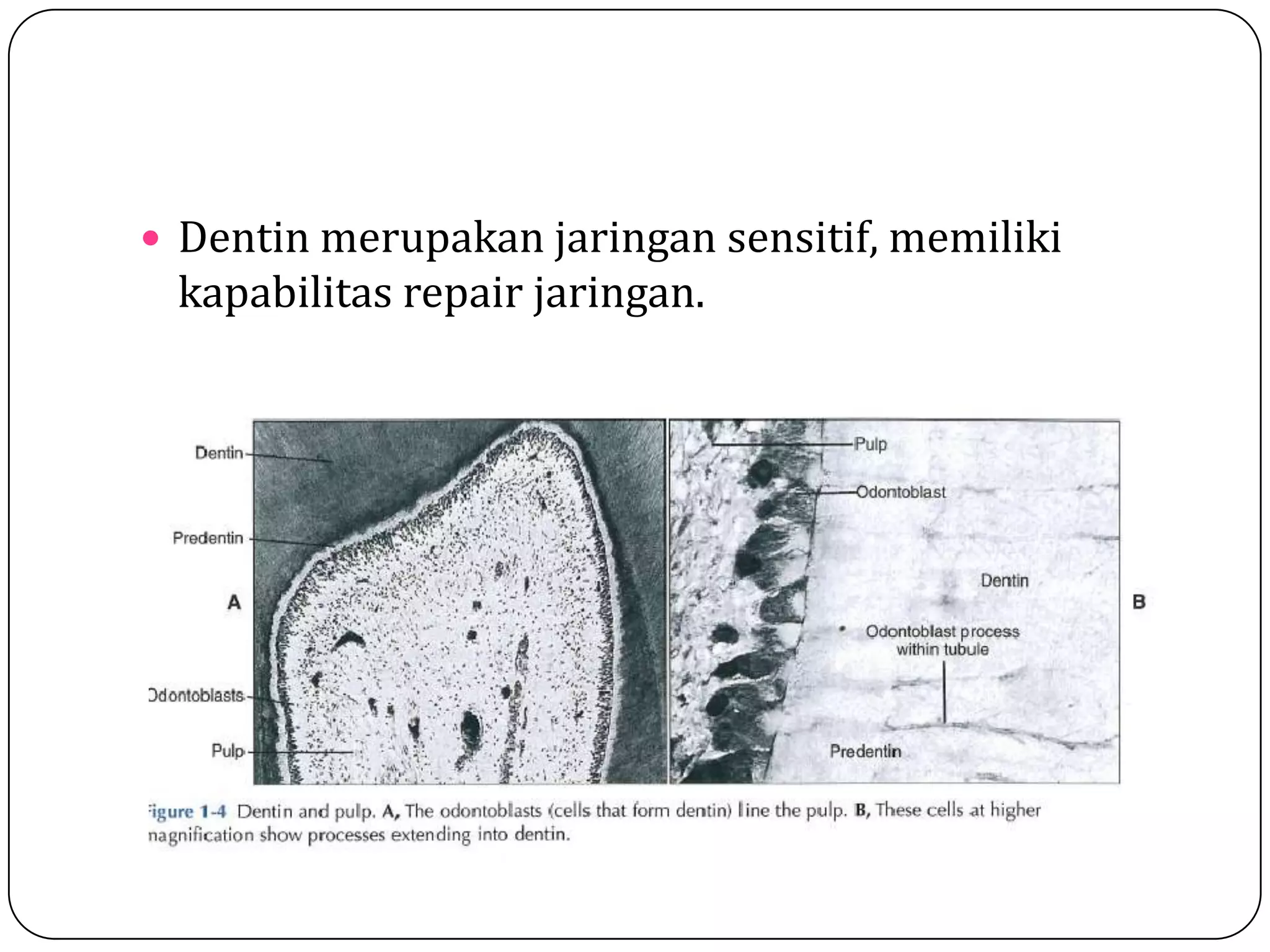 Enamel Dentin Pulpa | PPTX