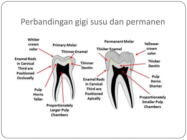 Enamel Dentin Pulpa | PPTX