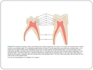 Enamel Dentin Pulpa | PPTX