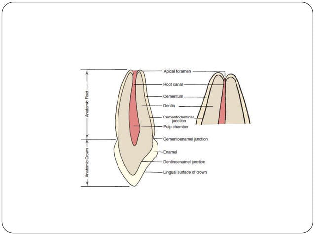 Enamel Dentin Pulpa | PPT
