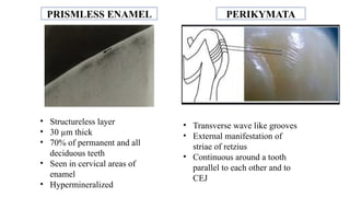 ENAMEL,DENTIN,PULP,CEMENTUM AND PDL,PDL.pptx