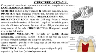 ENAMEL,DENTIN,PULP,CEMENTUM AND PDL,PDL.pptx
