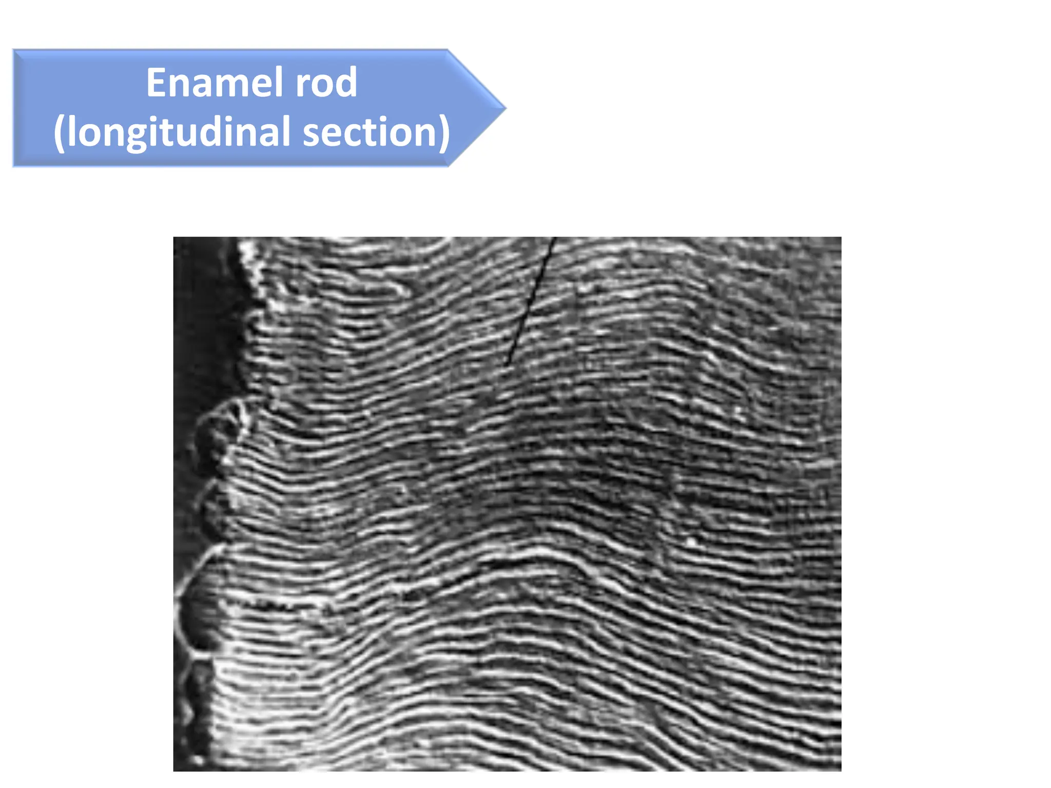 tooth enamel full chapter 'oral histology'.pdf