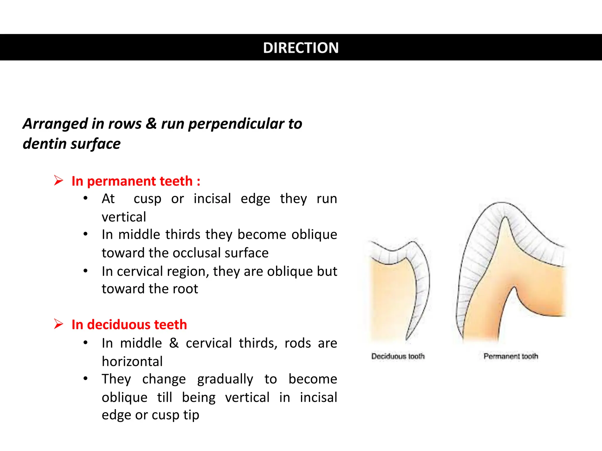 tooth enamel full chapter 'oral histology'.pdf