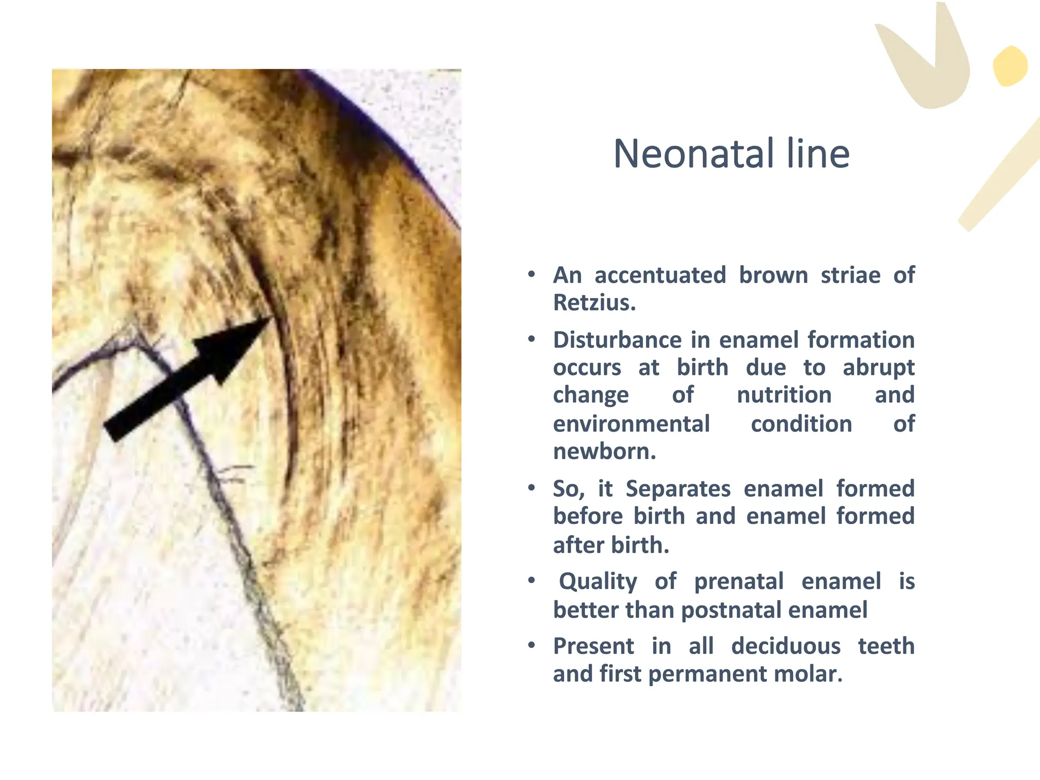 tooth enamel full chapter 'oral histology'.pdf