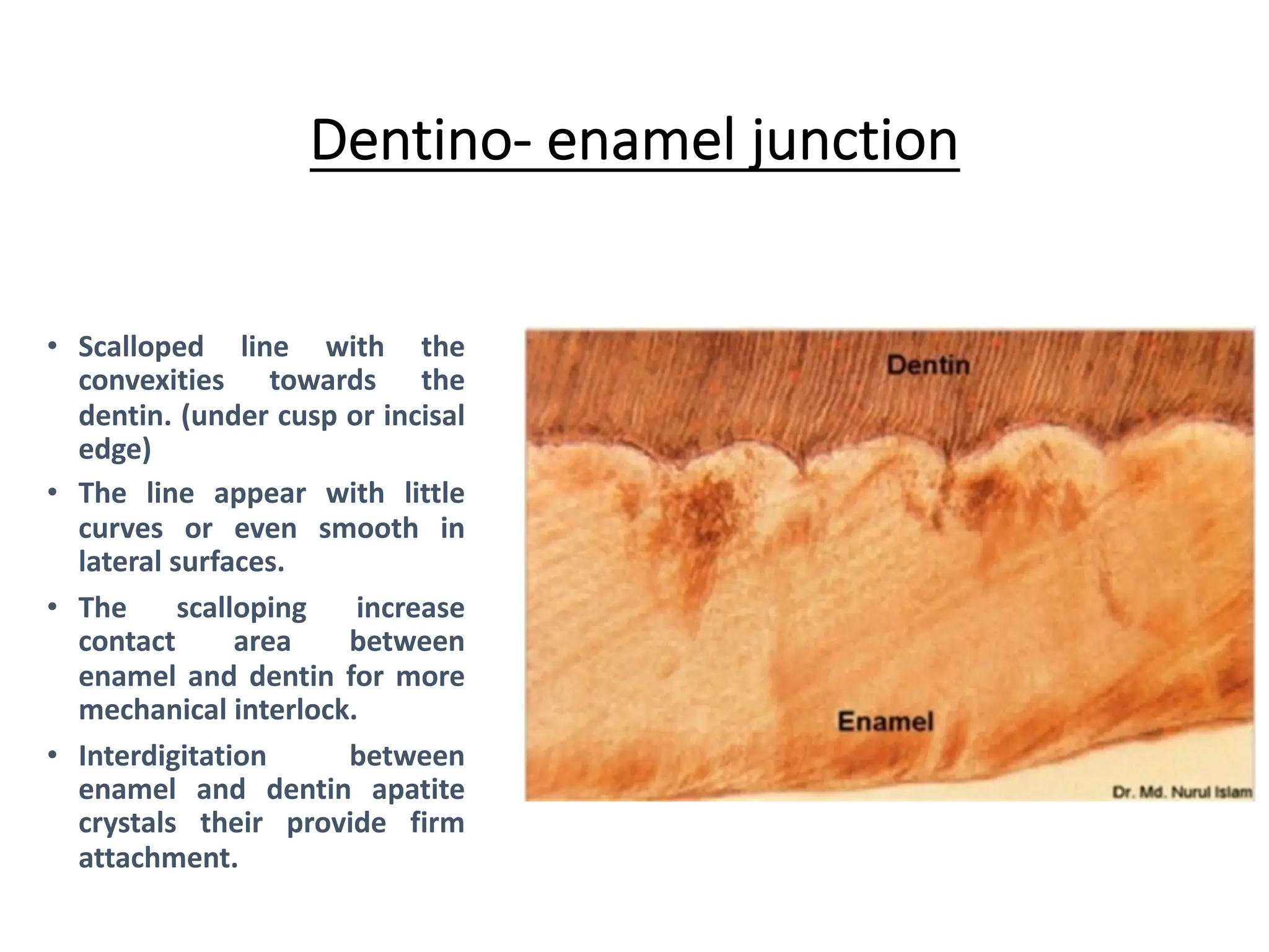 tooth enamel full chapter 'oral histology'.pdf | Dental Health ...